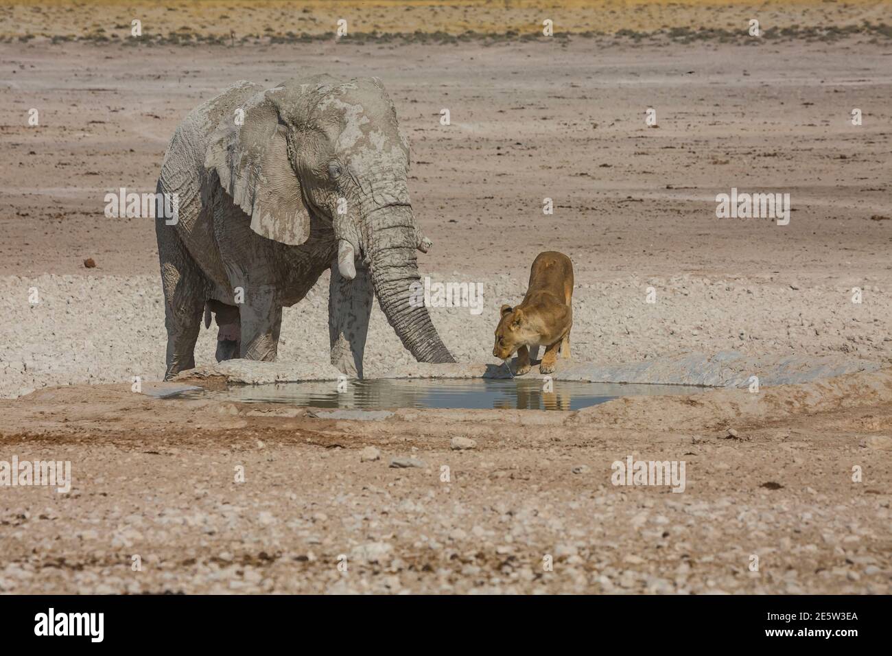 Animal conflict between lion and elephant in Etosha National Park ...