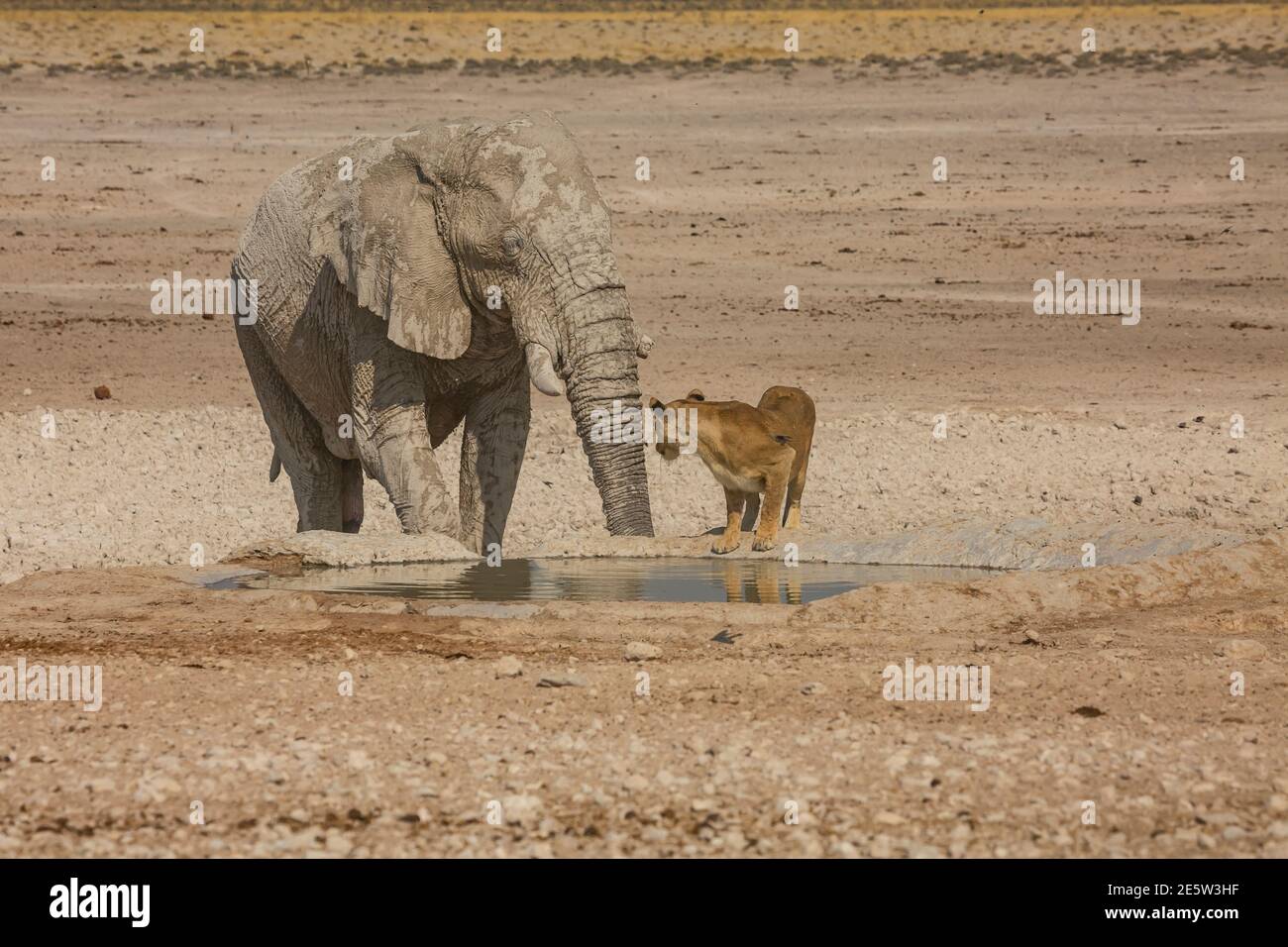 Animal conflict between lion and elephant in Etosha National Park ...