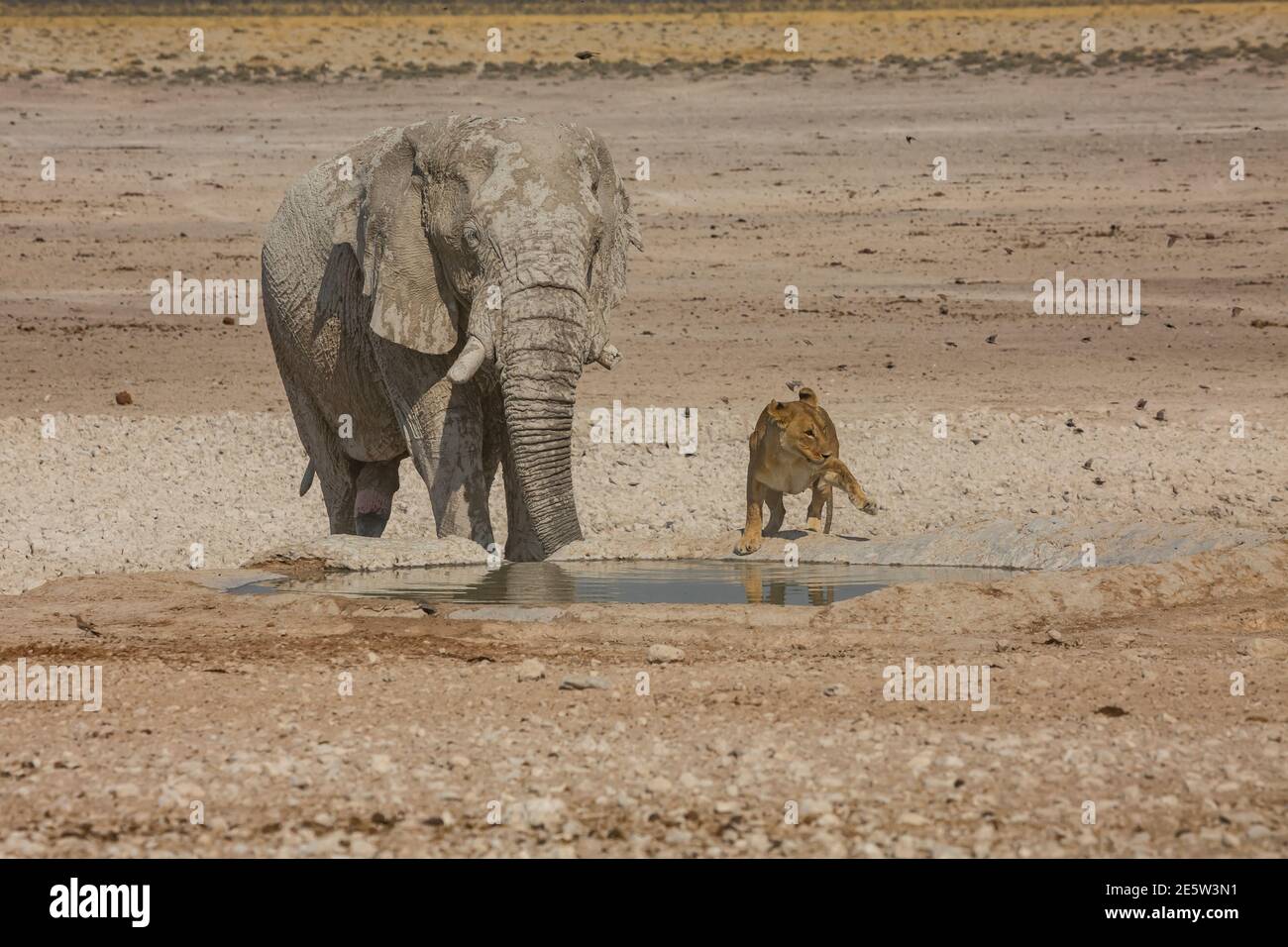 Animal conflict between lion and elephant in Etosha National Park ...