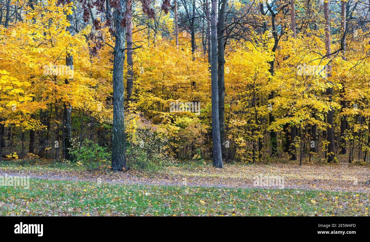 Maples with yellow autumn leaves in the park hi-res stock photography ...