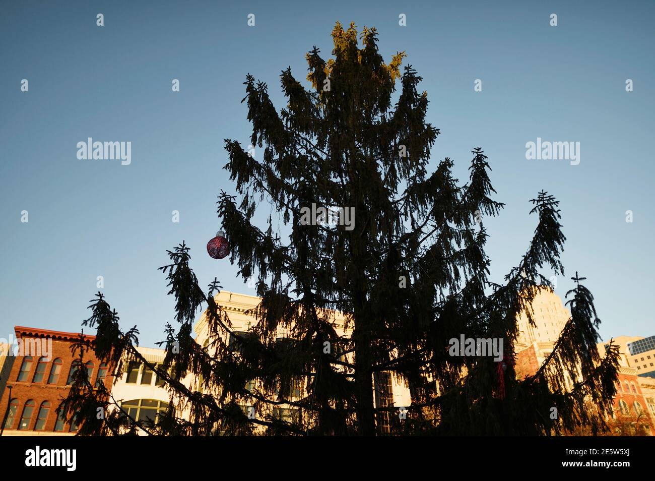 Pennsylvania pine tree hi-res stock photography and images - Alamy