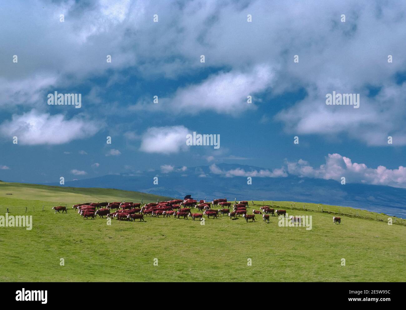 BIG ISLAND OF HAWAII, HAWAII, 1984 - Cattle grazing on historic Parker ...