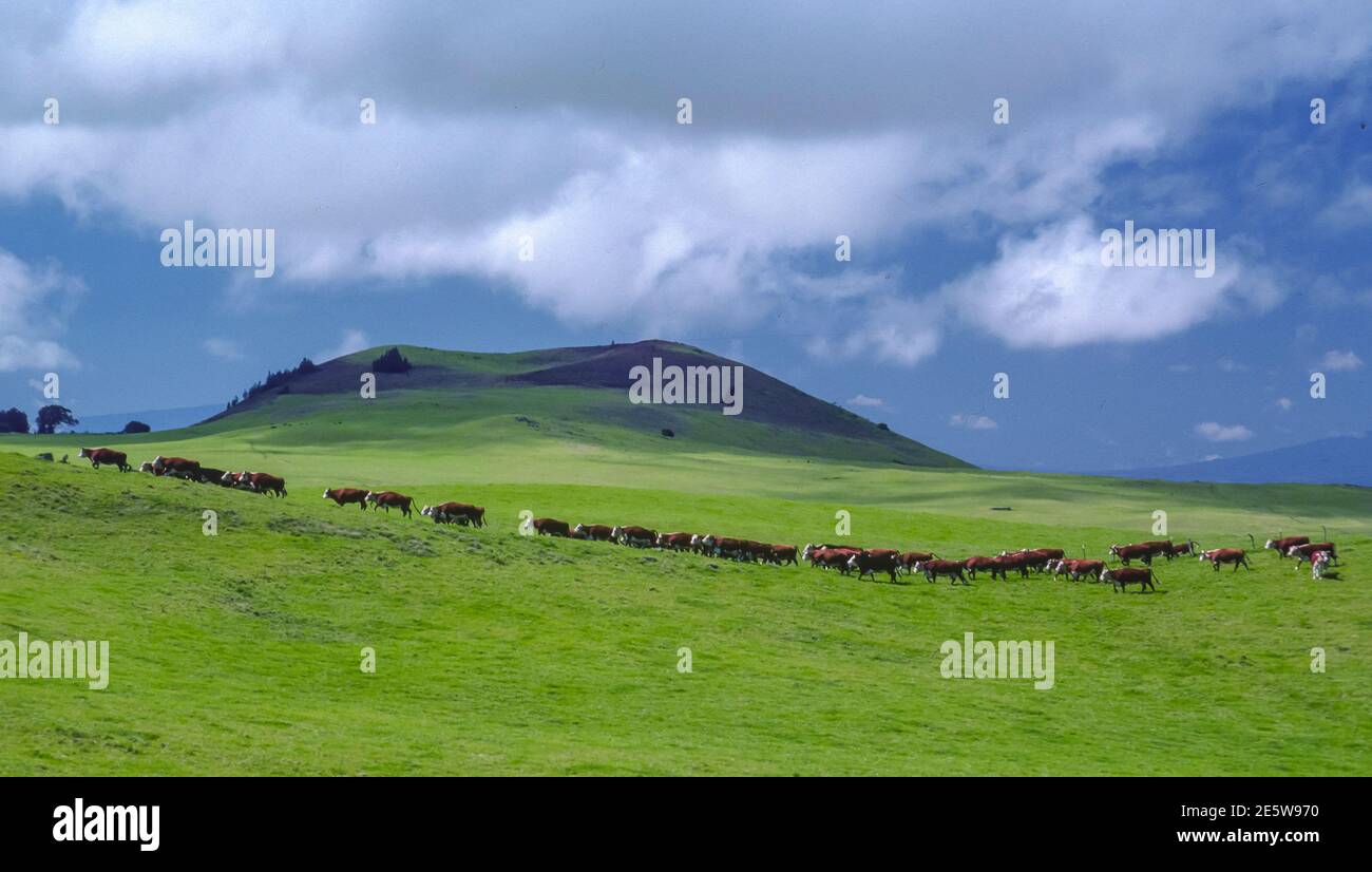 BIG ISLAND OF HAWAII, HAWAII, 1984 - Cattle grazing on historic Parker ...