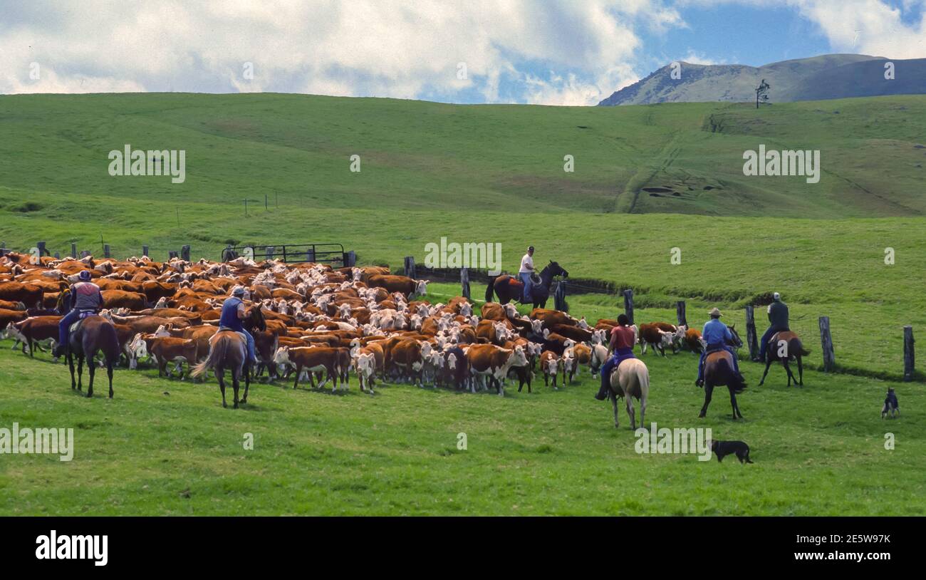 BIG ISLAND OF HAWAII, HAWAII, 1984 - Cowboys on horseback herd cattle ...