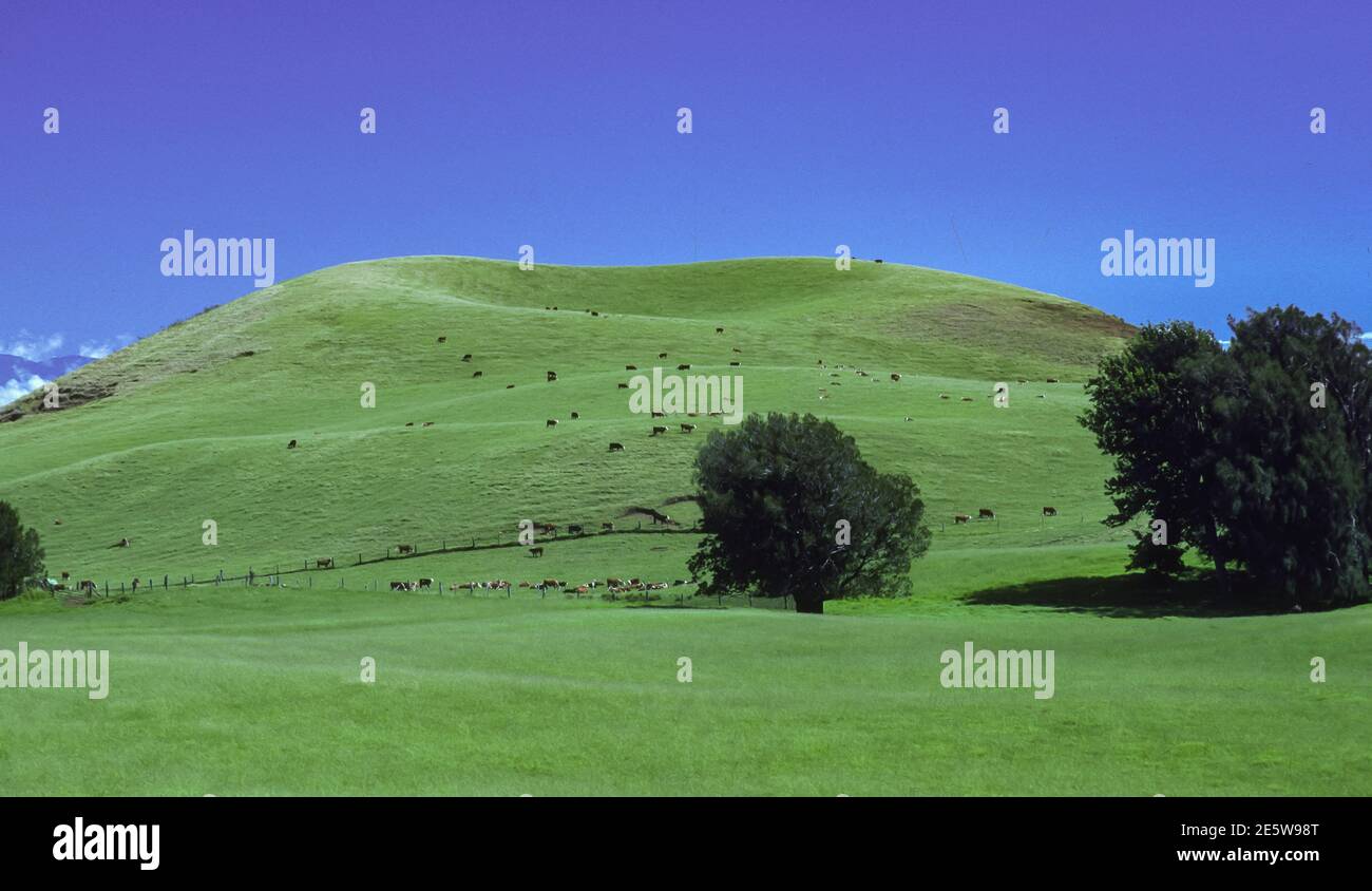BIG ISLAND OF HAWAII, HAWAII, 1984 - Cattle grazing on historic Parker ...