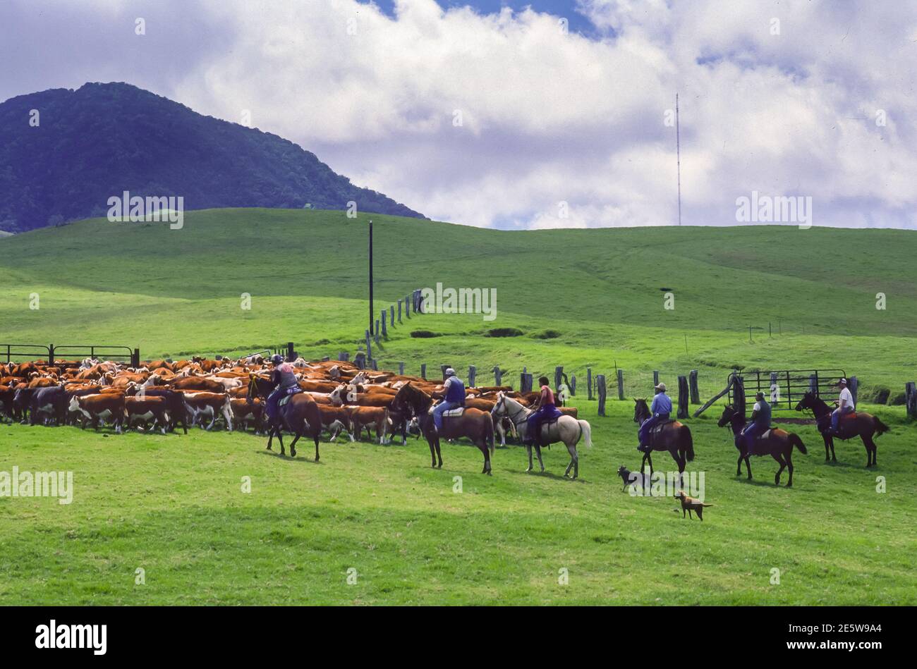 BIG ISLAND OF HAWAII, HAWAII, 1984 - Cowboys on horseback herd cattle ...