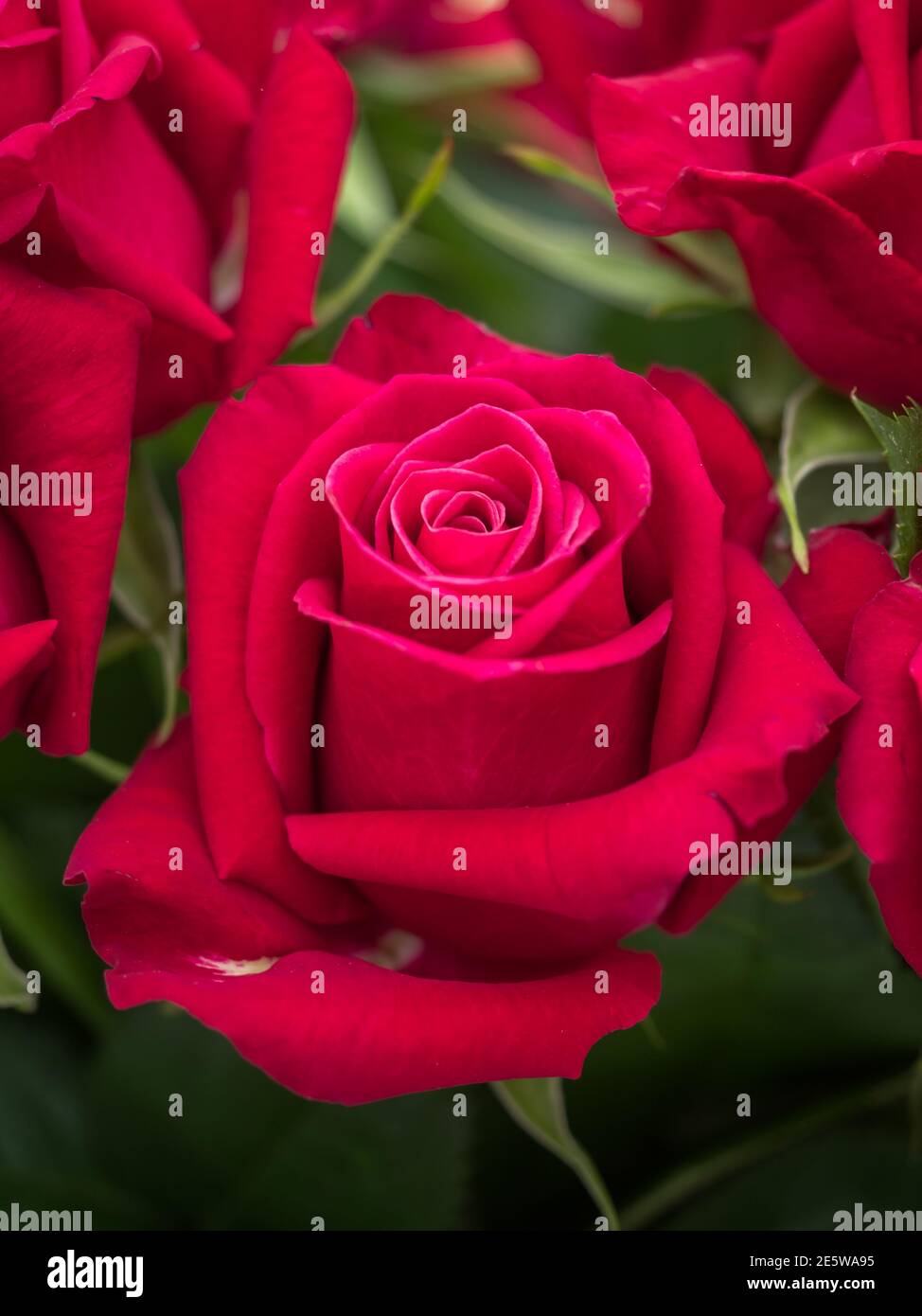Blooming romantic fresh rouge rose. Flower rose "Shangri La" on the ...