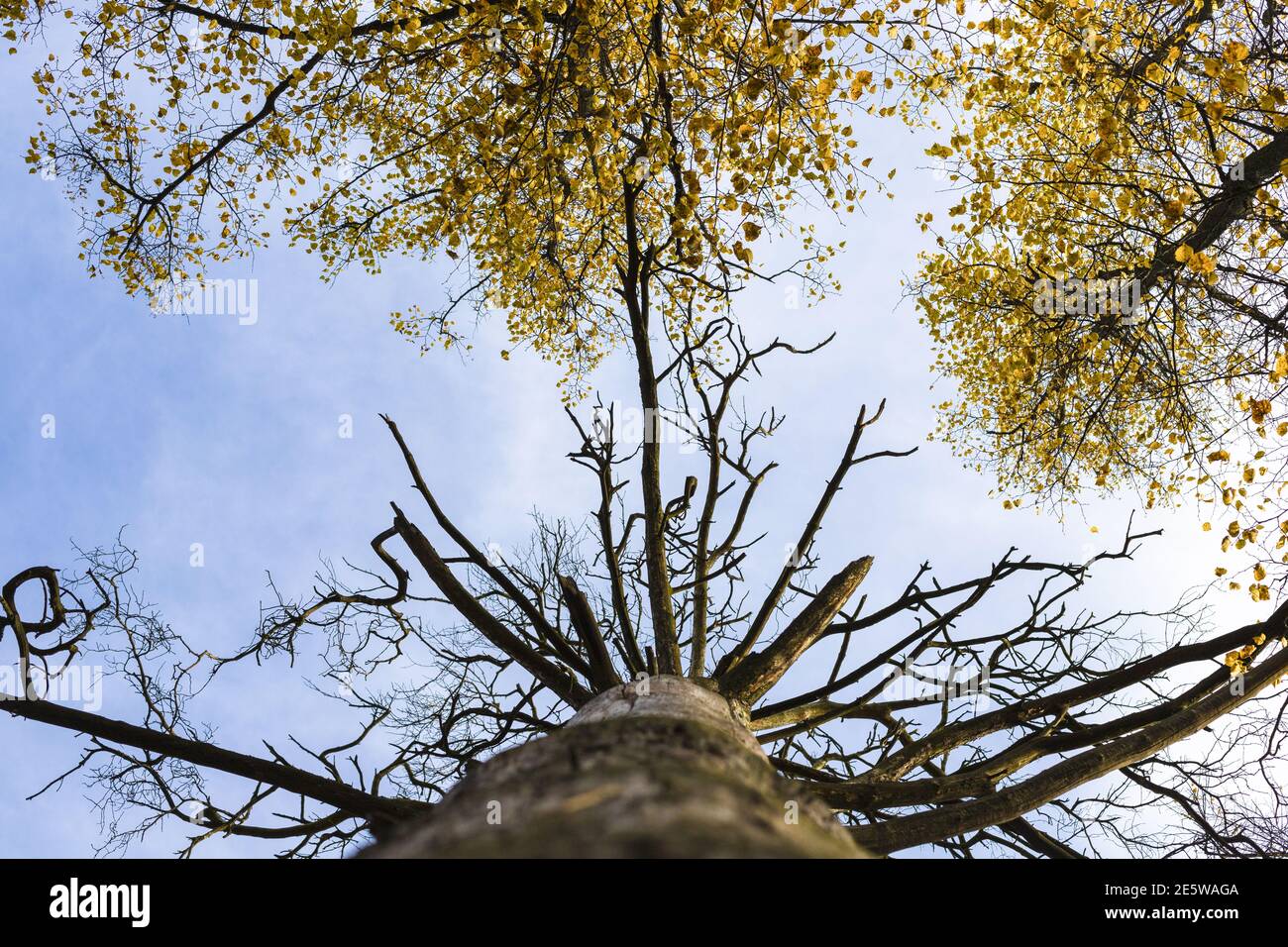 Trees bottom view hi-res stock photography and images - Alamy