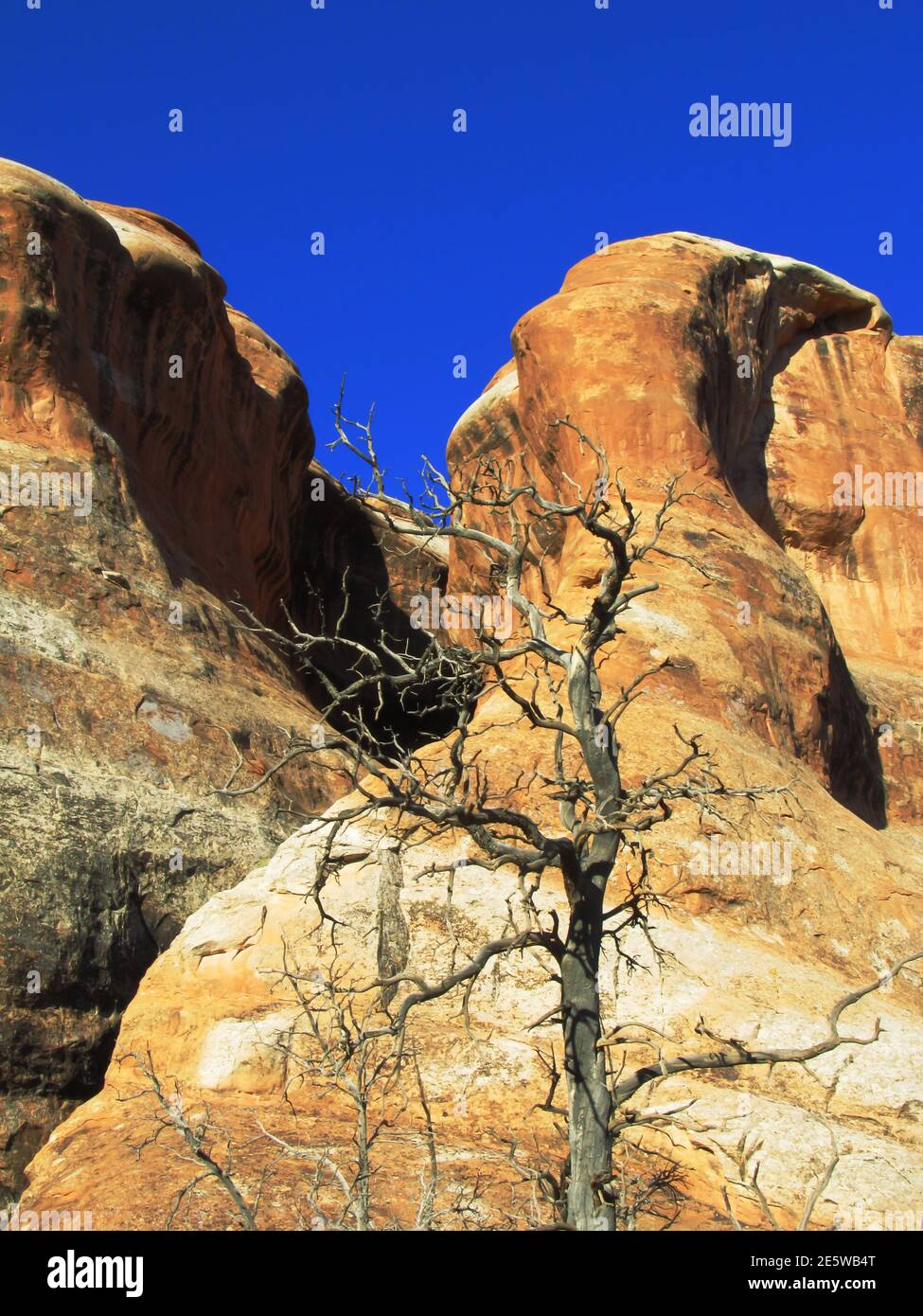 Tree skeleton hi-res stock photography and images - Alamy