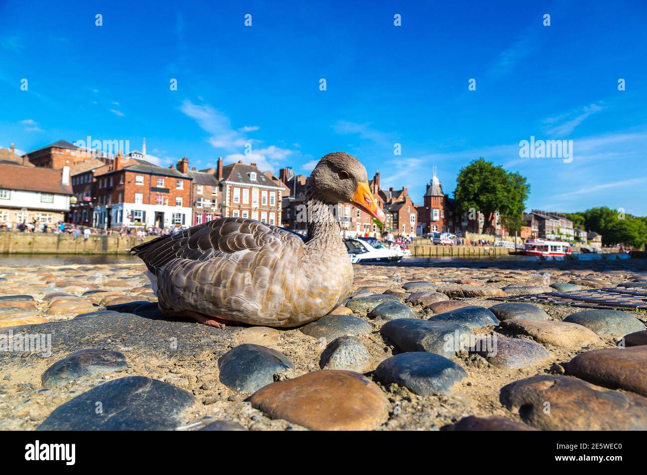 Duck in York in North Yorkshire in a beautiful summer day, England ...