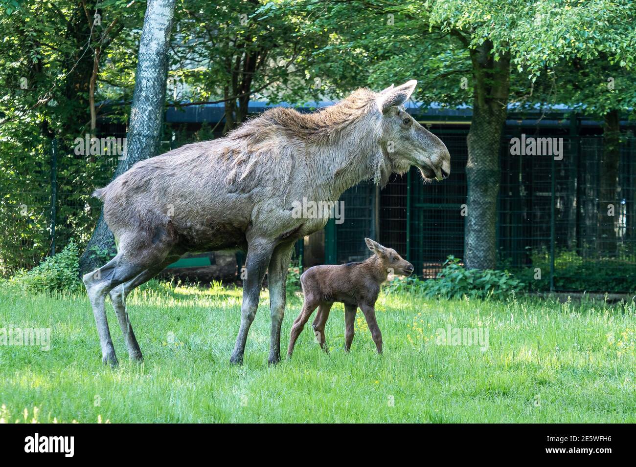 European Moose, Alces alces, also known as the elk. Wild life animal ...