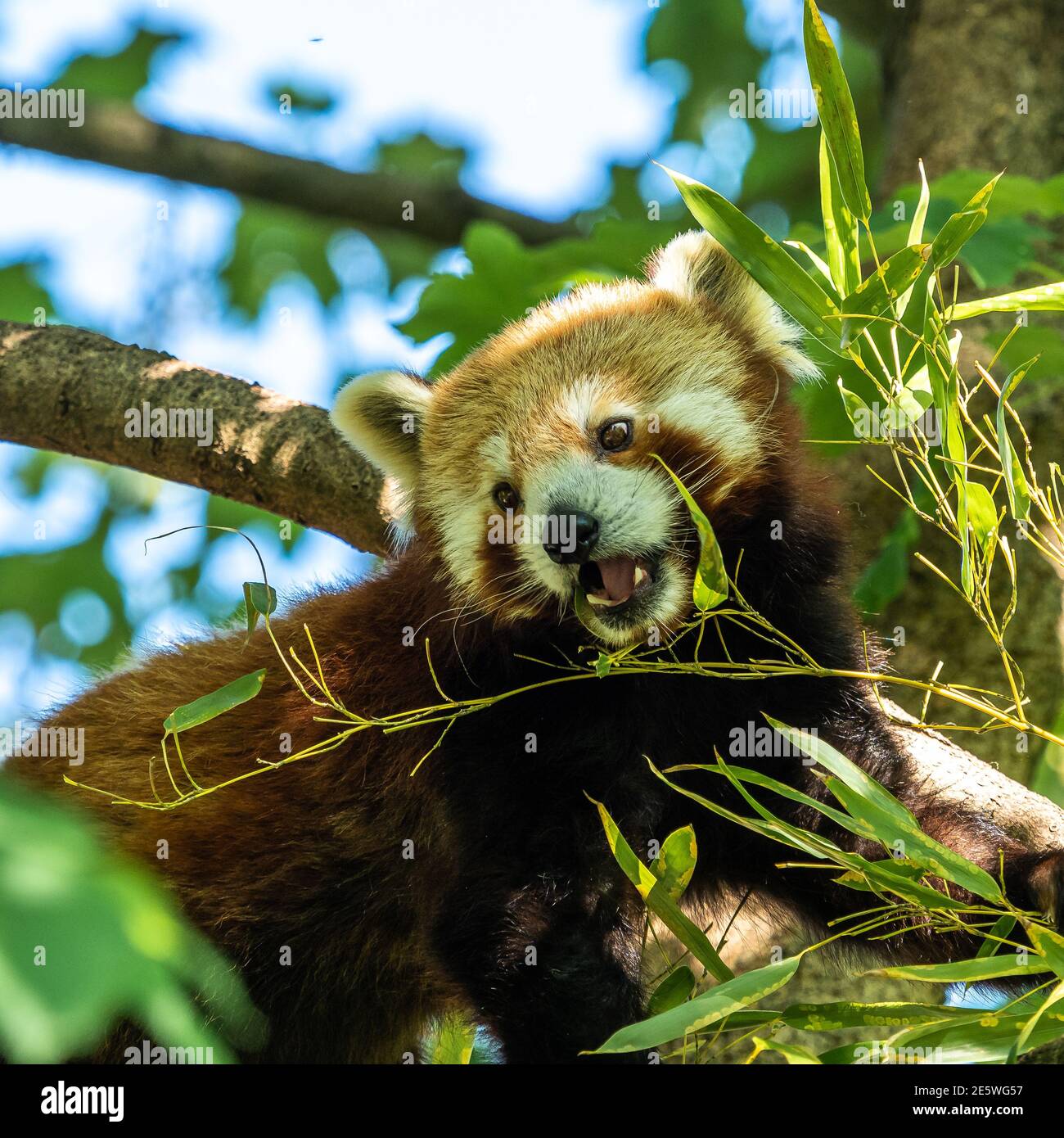 The red panda, Ailurus fulgens, also called the lesser panda and the ...