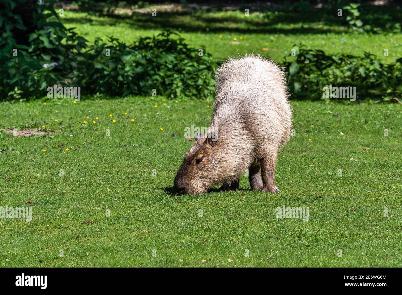 The capybara, Hydrochoerus hydrochaeris is a mammal native to South ...