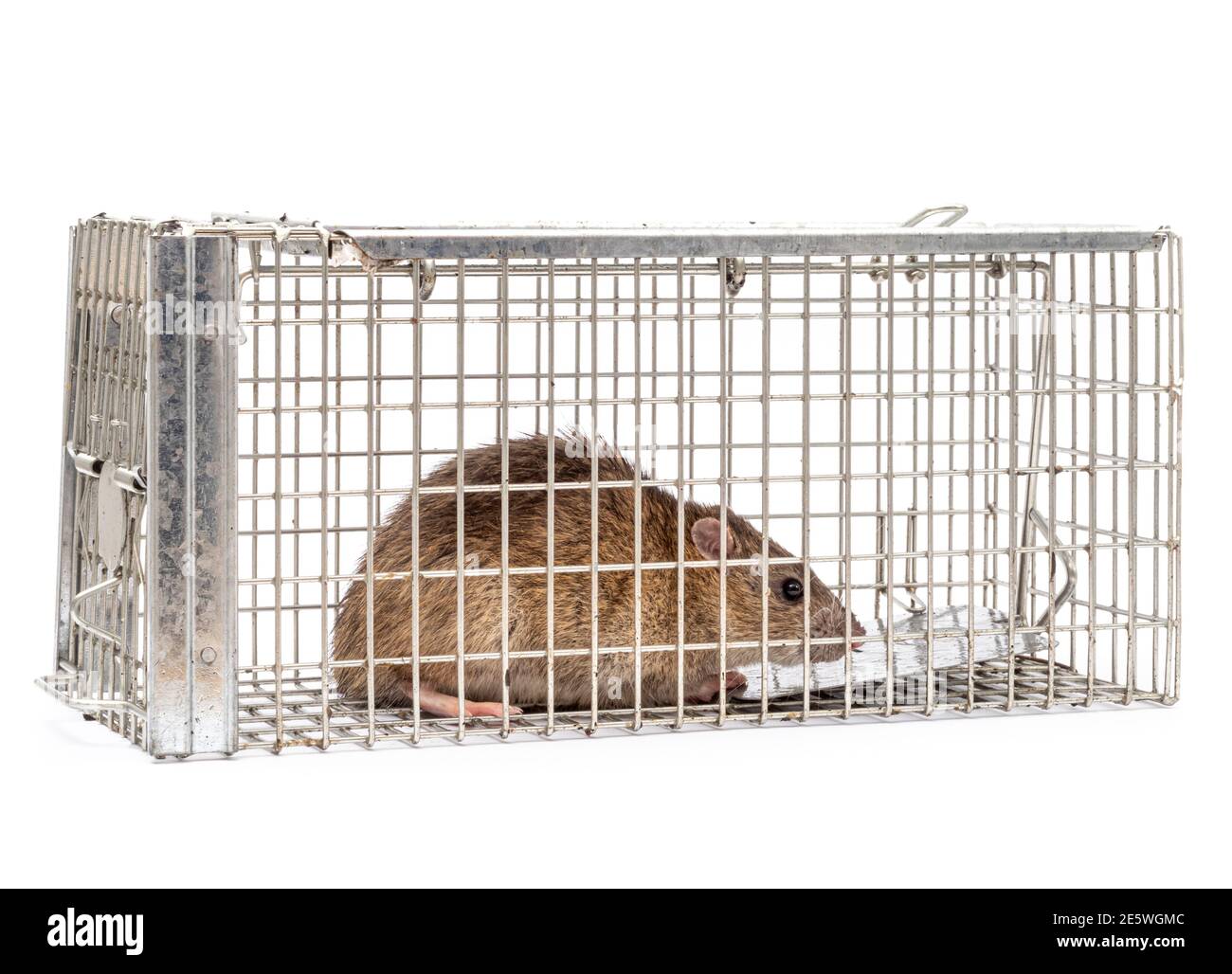 Rat trap cage Cut Out Stock Images & Pictures - Alamy