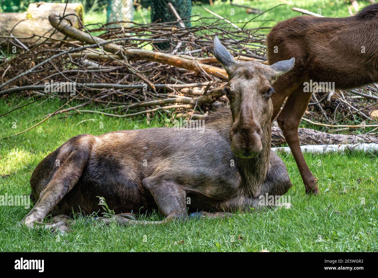 European Moose, Alces alces, also known as the elk. Wild life animal ...