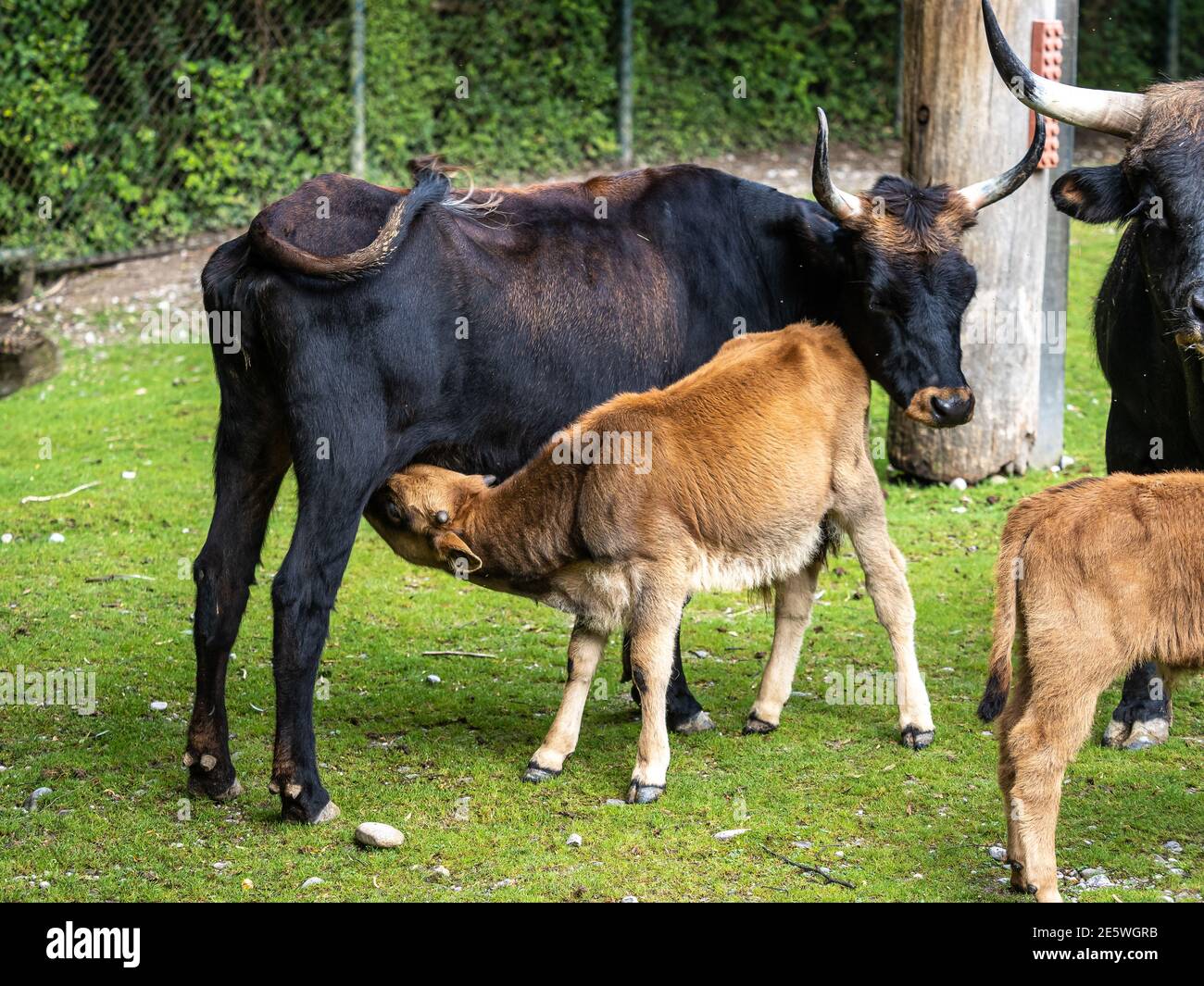 Baby Heck cattle, Bos primigenius taurus, claimed to resemble the ...