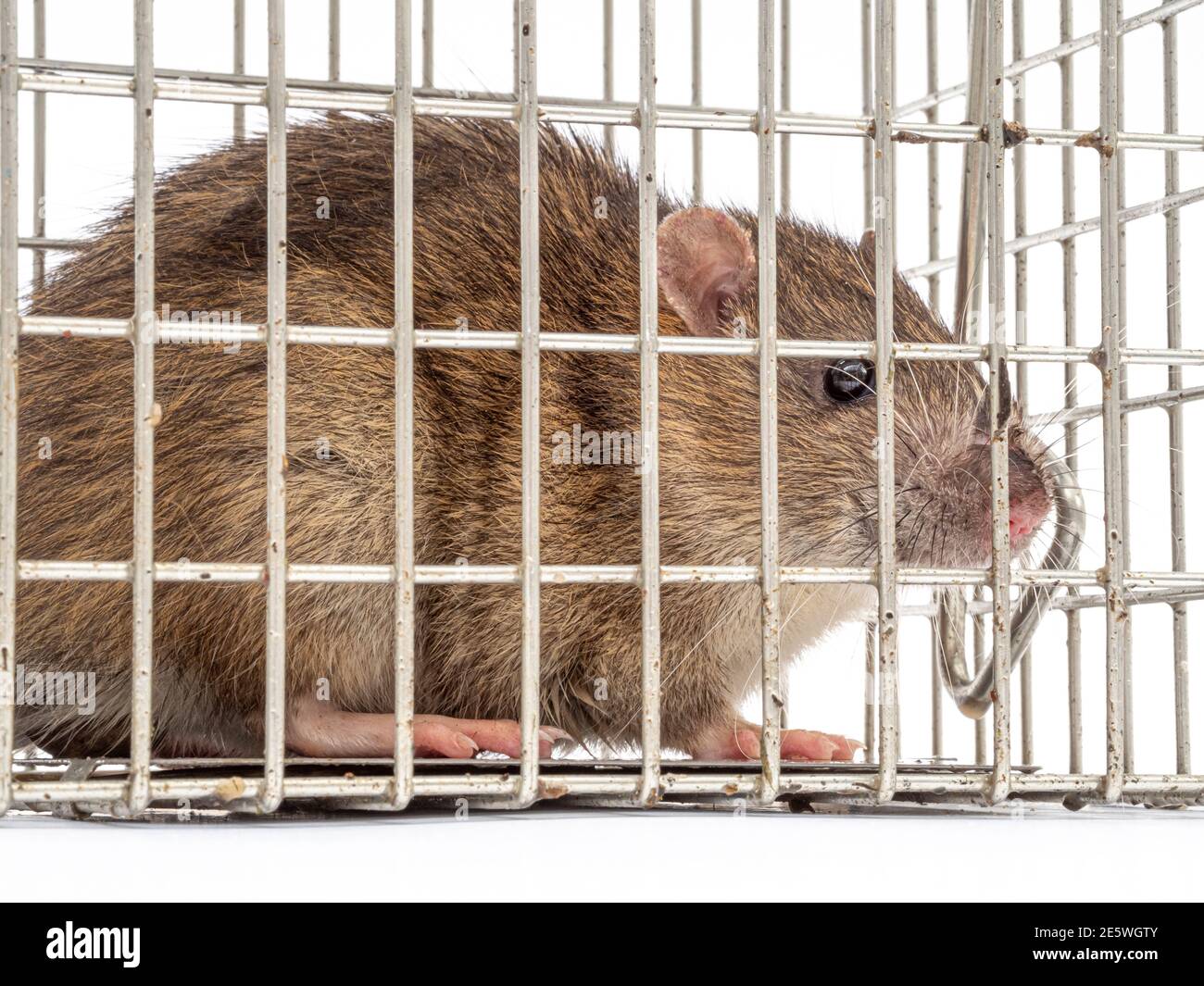 Rat trapped in humane trap Stock Photo - Alamy