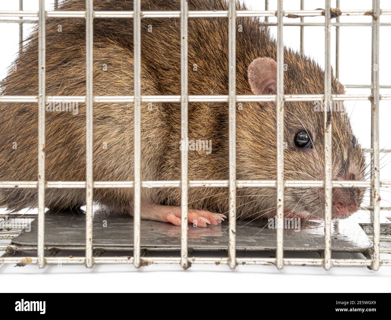 Humane animal trap hi-res stock photography and images - Alamy