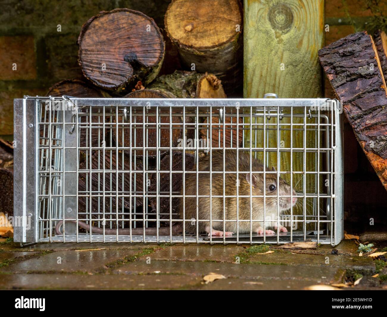 Rat caught in trap mouse hi-res stock photography and images - Alamy