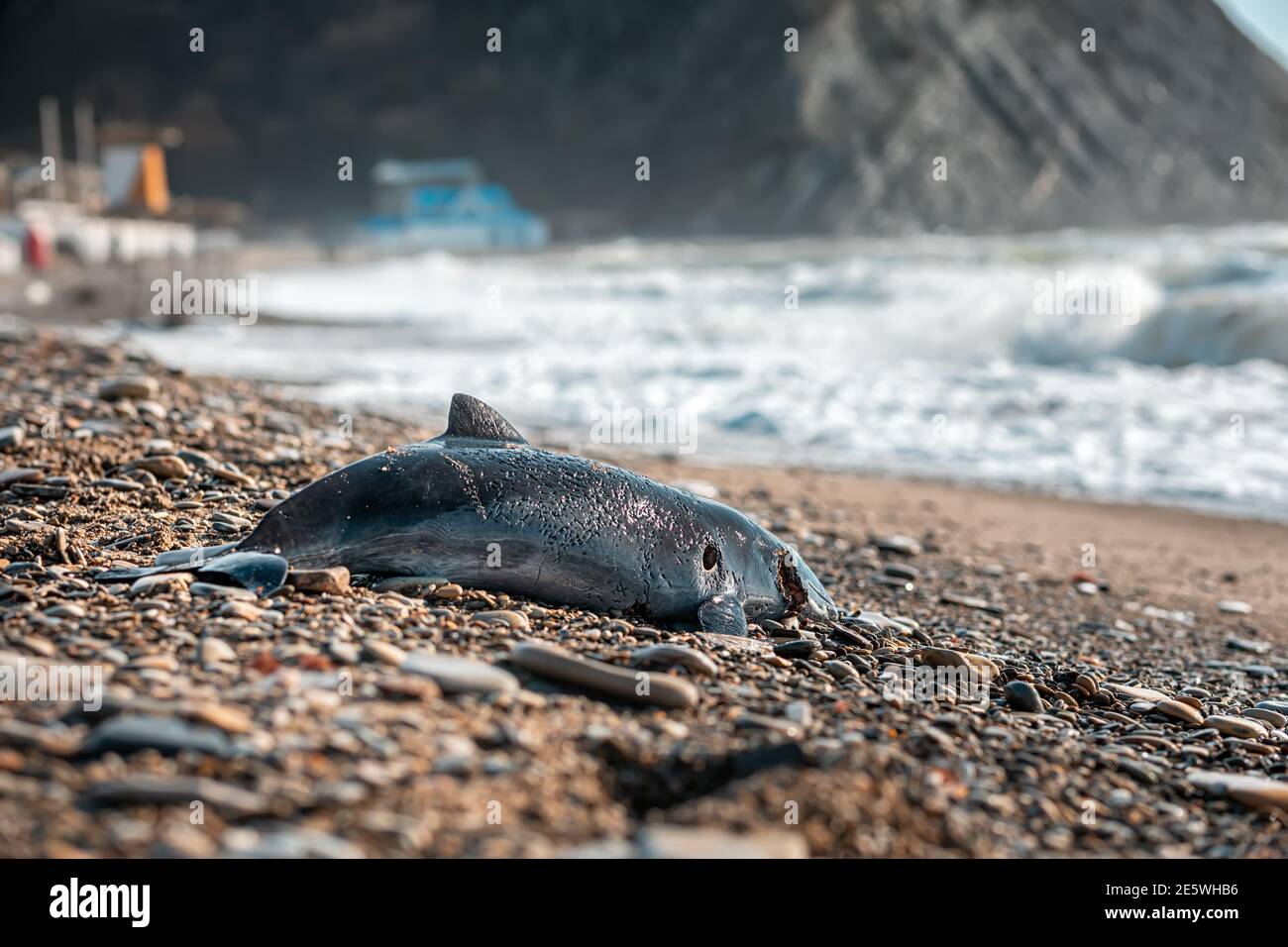 Dead bottlenose dolphin up on hi-res stock photography and images - Alamy
