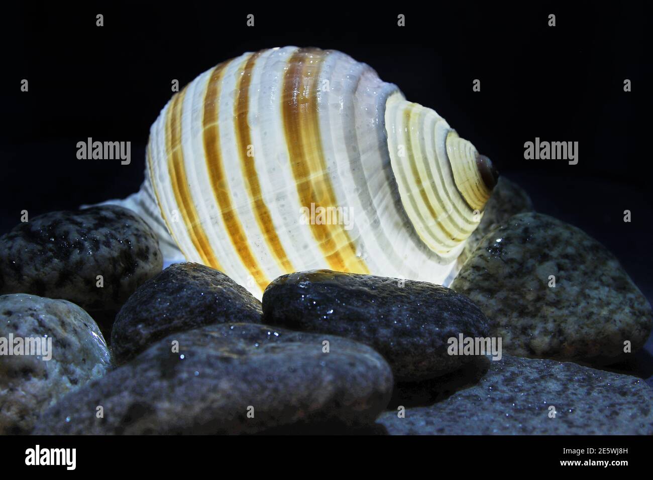 Studio shot of glowing shell between rocks with black background Stock ...
