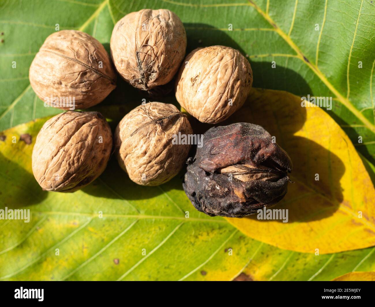 Walnuts growing in green hi-res stock photography and images - Alamy