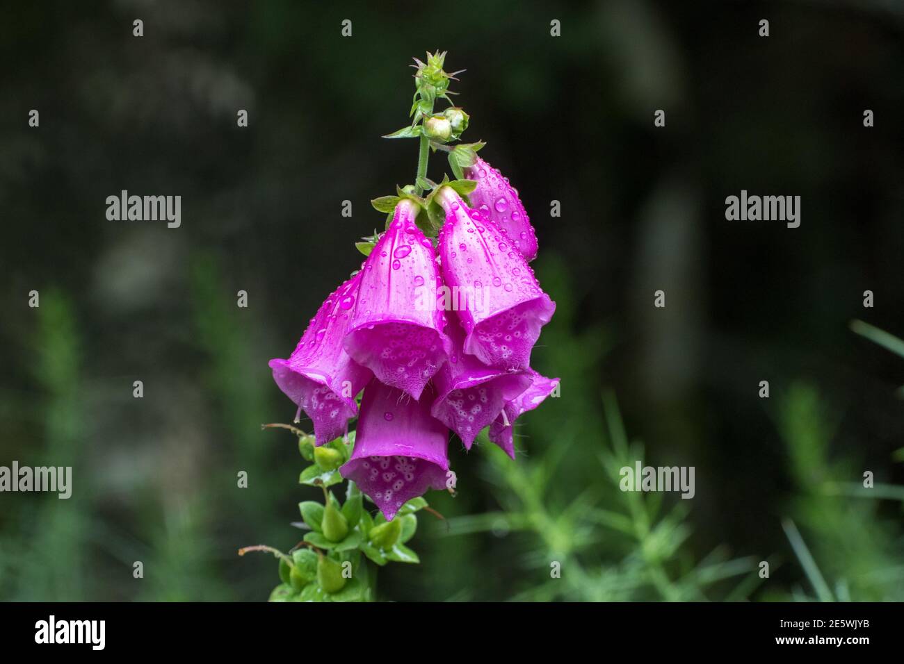 Pink Flower, Glen Nevis, Scotland Stock Photo - Alamy