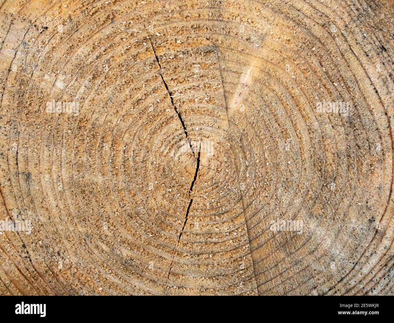 Brown wooden log showing growth rings hi-res stock photography and ...