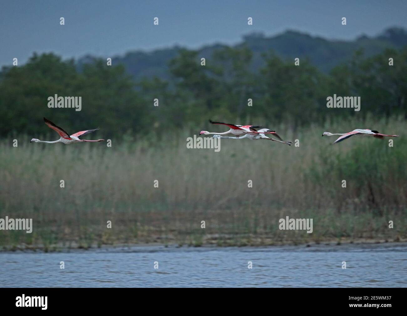 Flying flamingo hi-res stock photography and images - Alamy