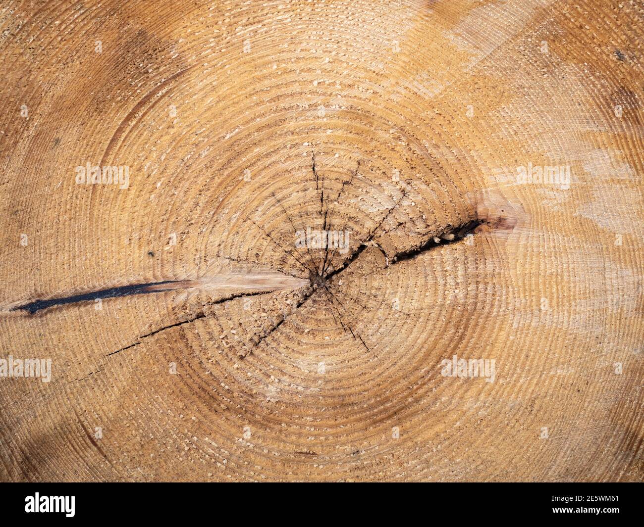 Tree trunk showing growth rings Stock Photo - Alamy