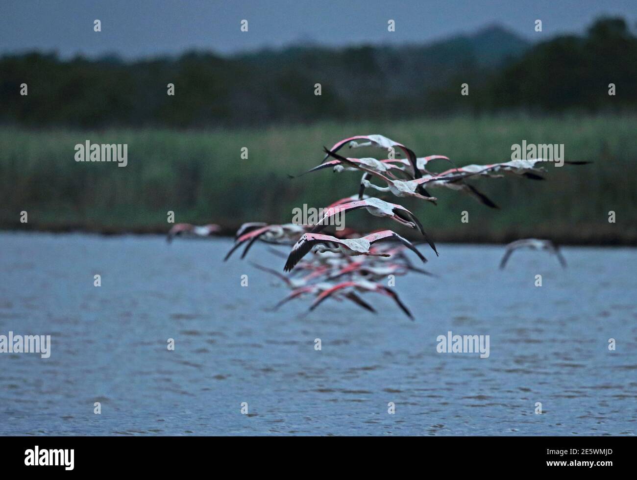 Flying flamingo hi-res stock photography and images - Alamy