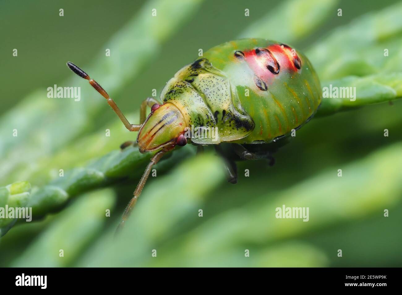 Juniper Shieldbug nymph crawling on Lawson's Cypress leaves. Tipperary ...