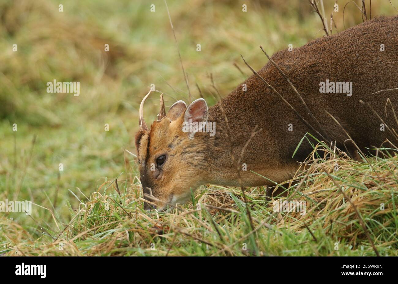 A magnificent buck Muntjac Deer, Muntiacus reevesi, feeding in a field ...