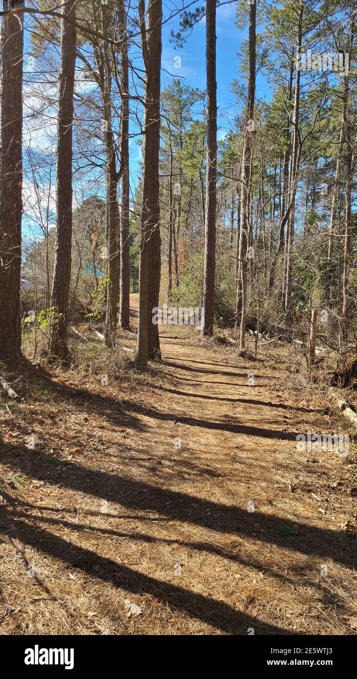 Pathway between the hight trees and tree stump in the winter Stock ...
