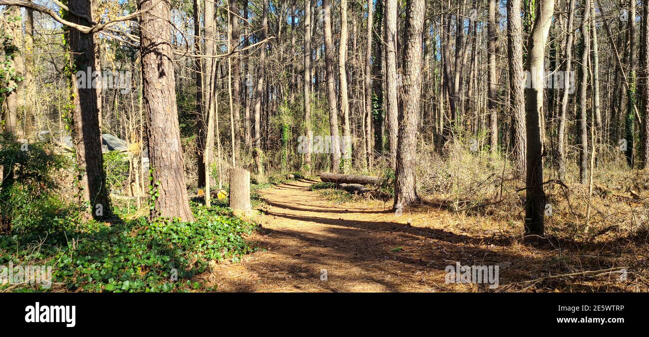 Pathway between the hight trees and tree stump in the winter Stock ...