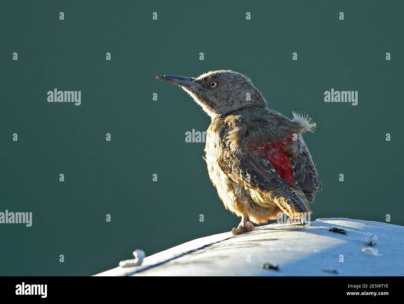 Ground Woodpecker (Geocolaptes olivaceus prometheus) juvenile standing ...