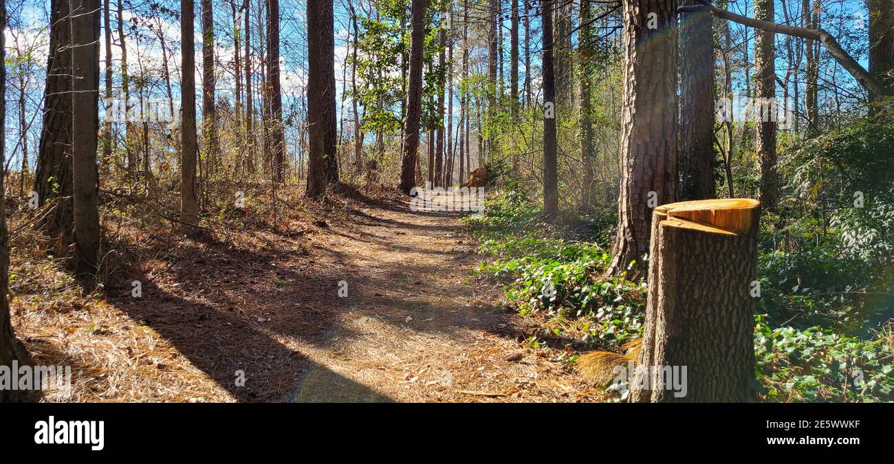 Pathway between the hight trees and tree stump in the winter Stock ...