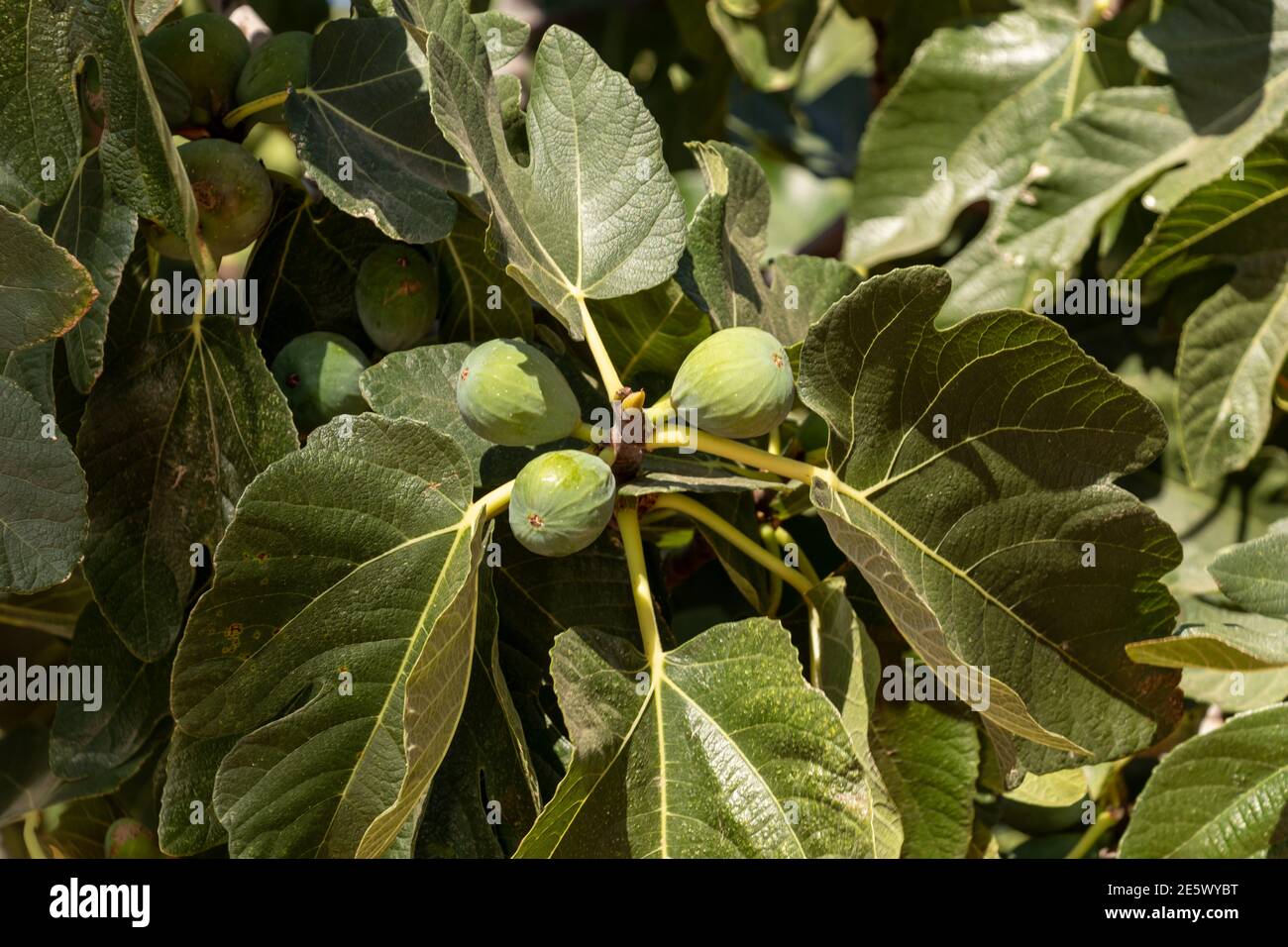 Fig tree with fruits in the sunlight Stock Photo - Alamy