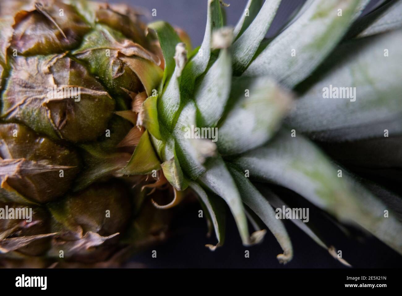 Pineapple Stem High Resolution Stock Photography and Images - Alamy