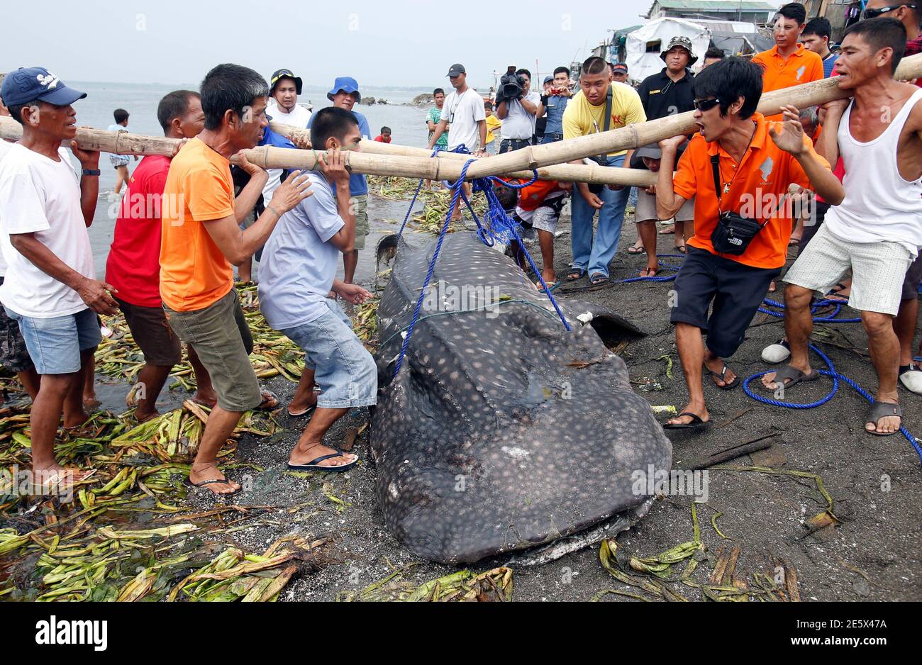 300kg hi-res stock photography and images - Alamy