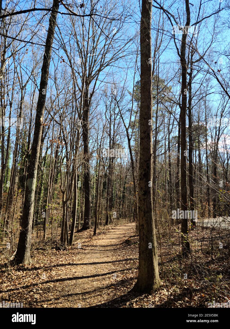 Pathway between the hight trees and tree stump in the winter Stock ...