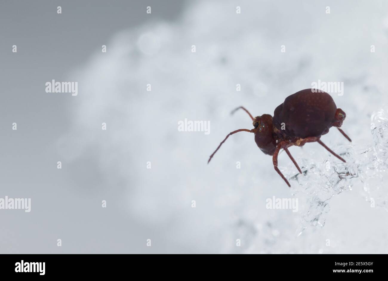 Globular springtail walking on snow (Dicyrtoma fuscus Stock Photo - Alamy