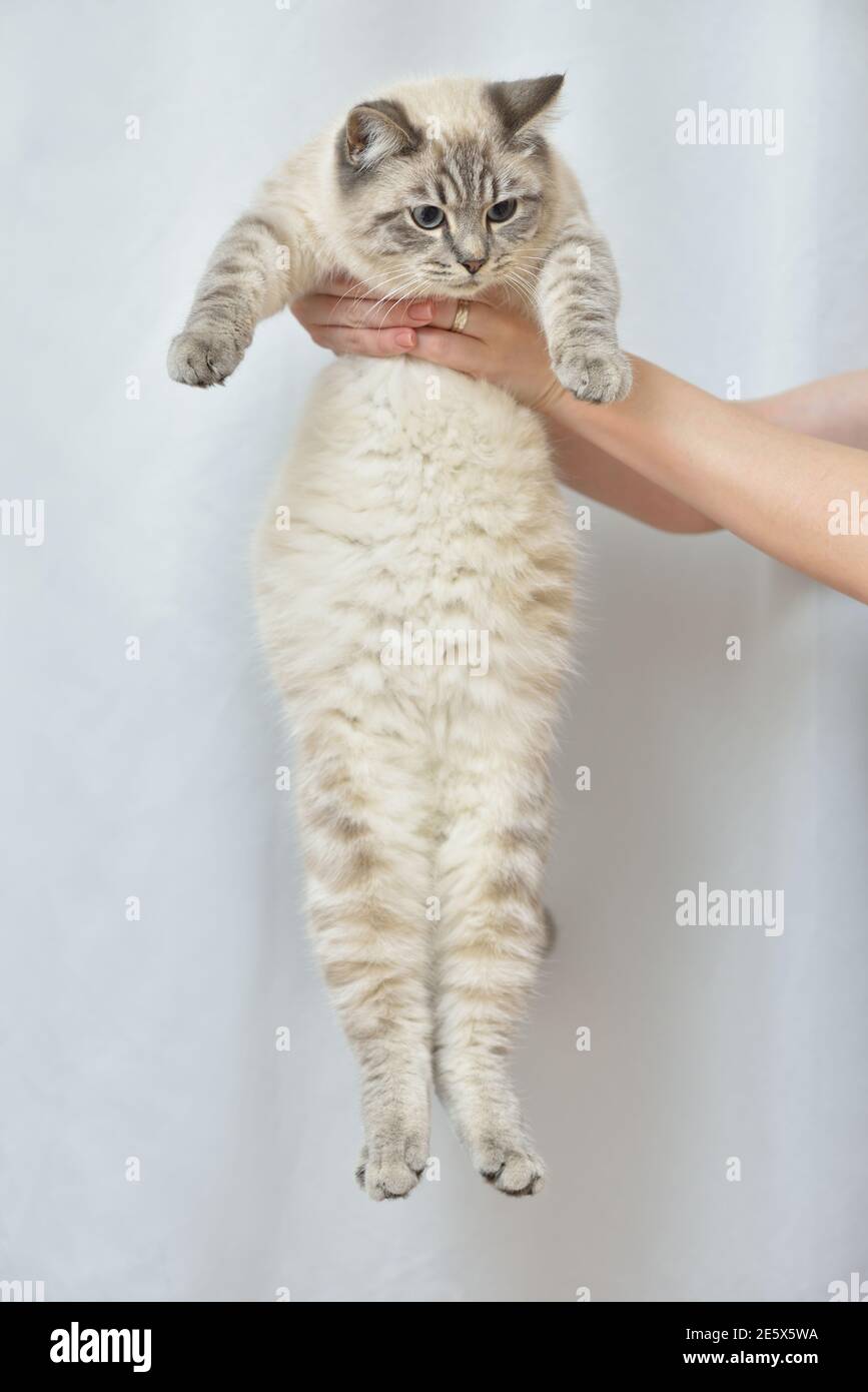 White domestic cat with a big belly Stock Photo - Alamy