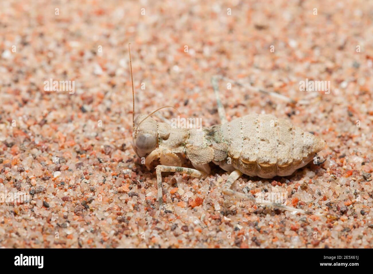 Desertmantis hi-res stock photography and images - Alamy