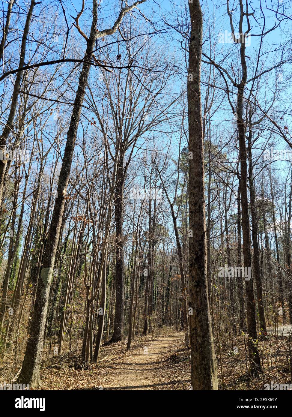 Pathway between the hight trees and tree stump in the winter Stock ...