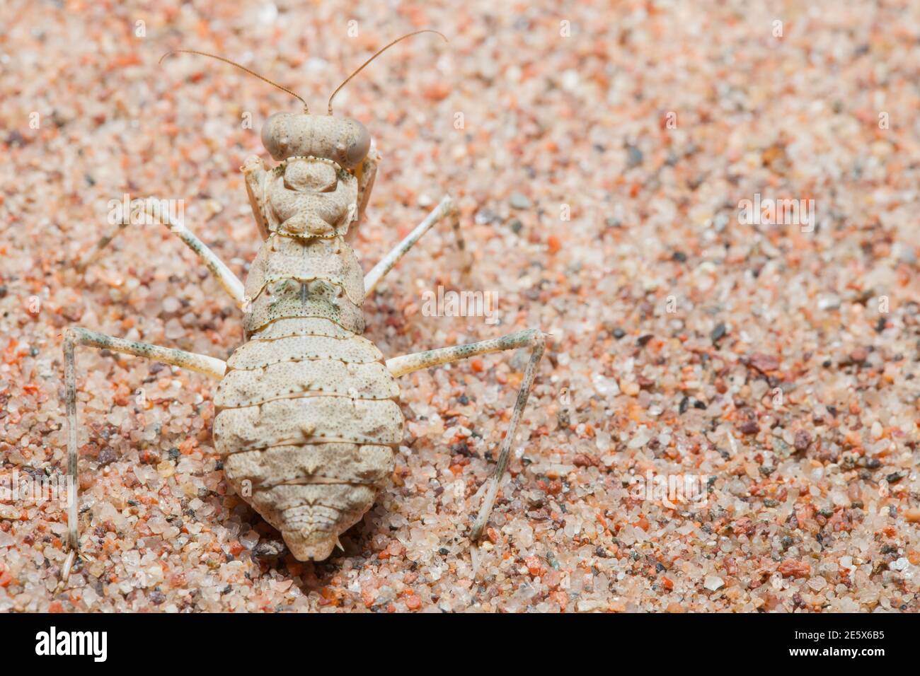 Desert mantis (Eremiaphila Stock Photo - Alamy