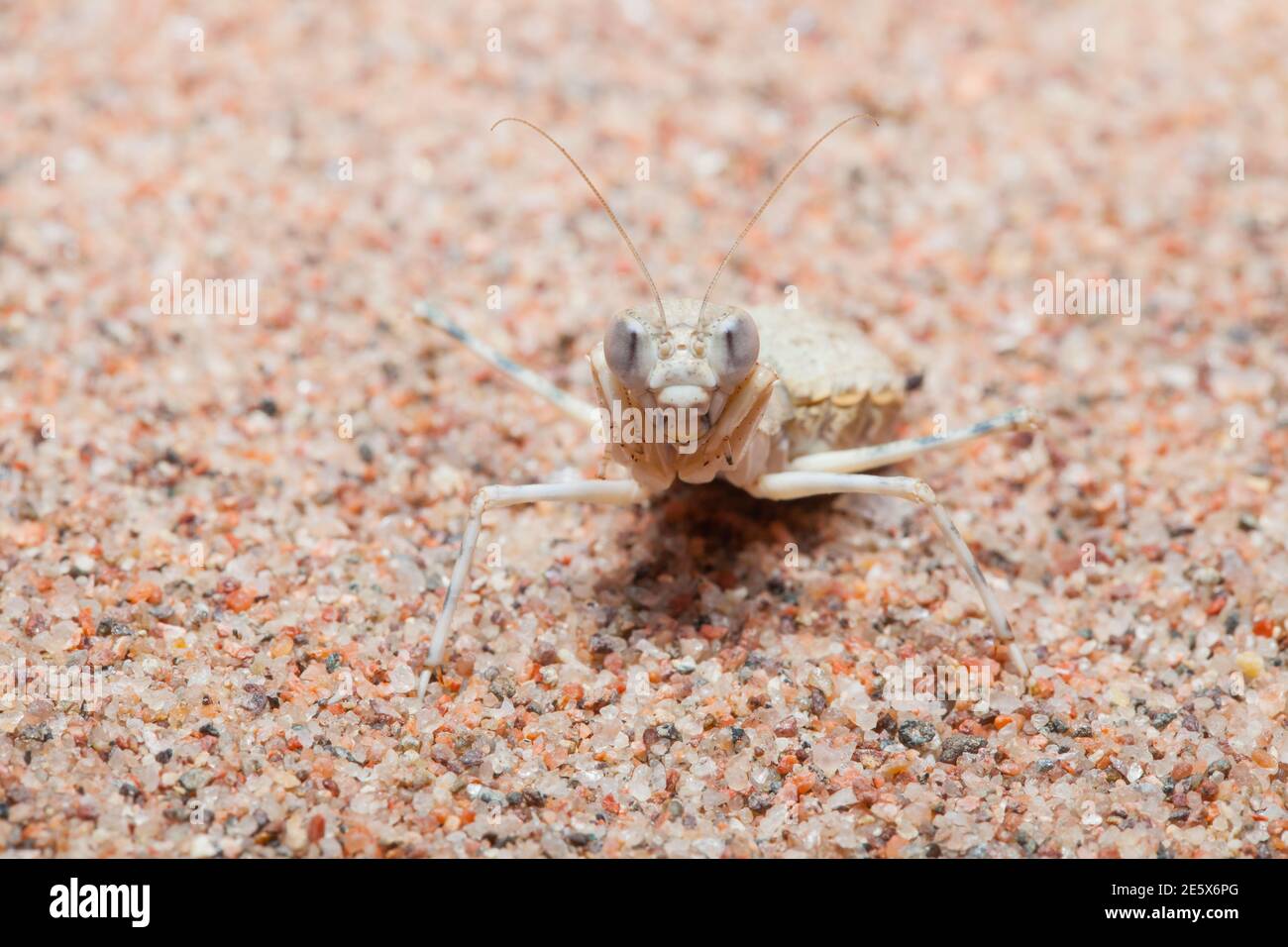 Desertmantis hi-res stock photography and images - Alamy
