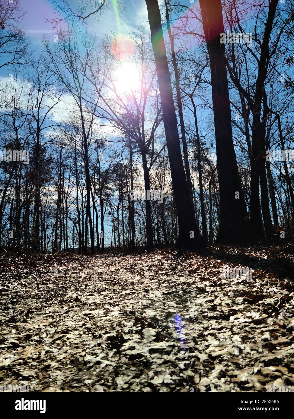 Pathway between the hight trees and tree stump in the winter Stock ...