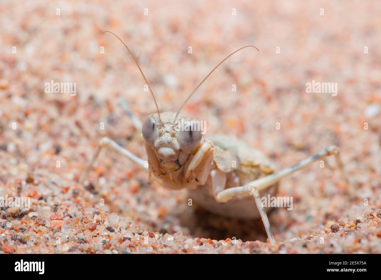 Desert mantis (Eremiaphila Stock Photo - Alamy