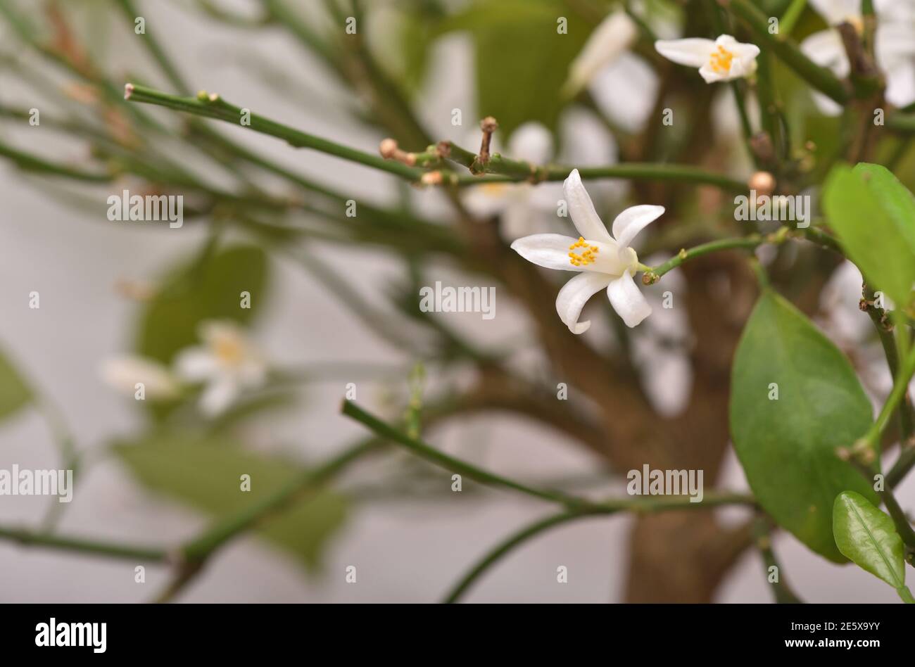 Tangerine tree hi-res stock photography and images - Alamy